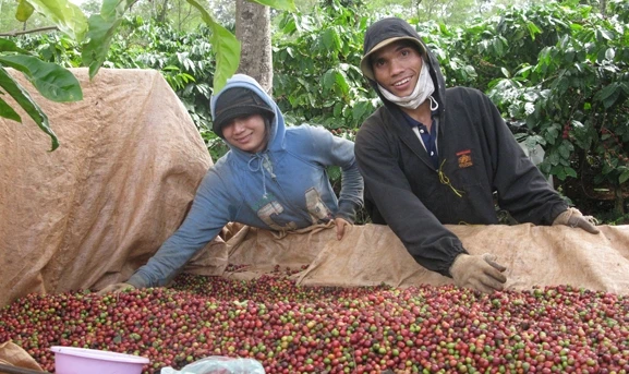 Trộm cắp tràn lan, cà phê còn xanh cũng hái
